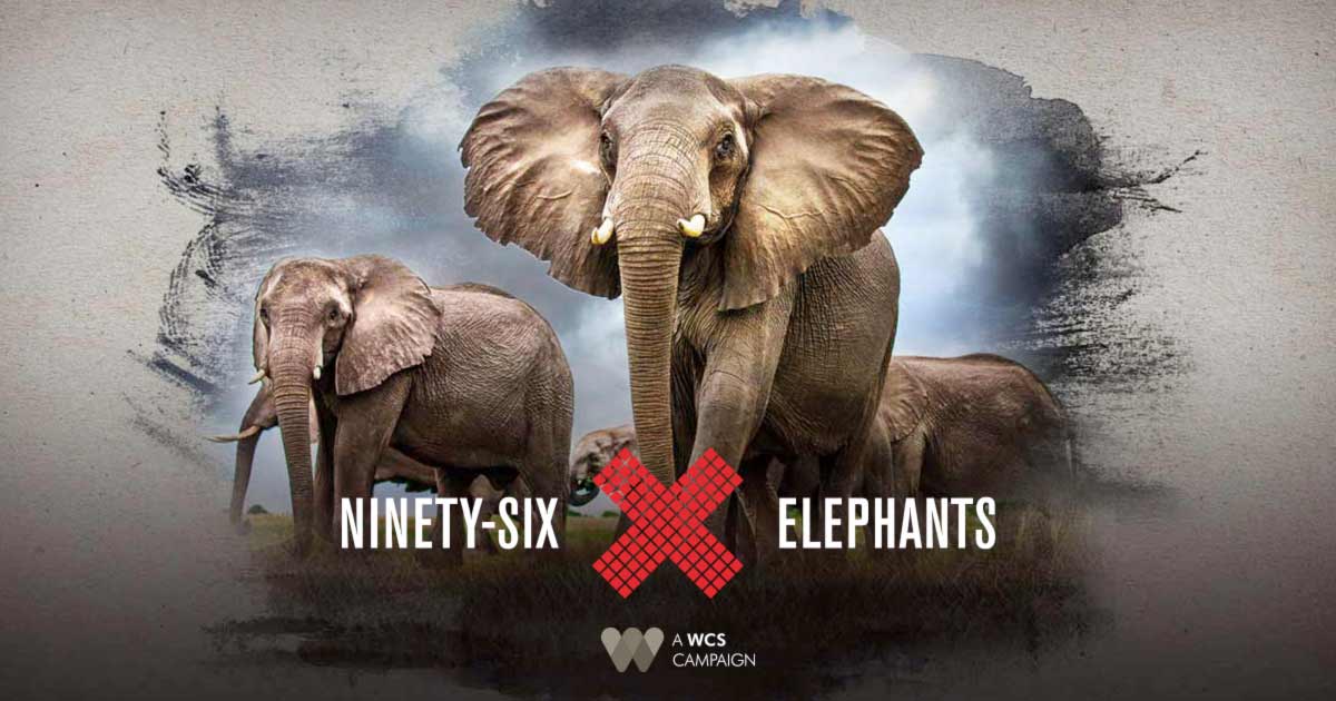 I won’t let elephants disappear. Will you? - WCS.org